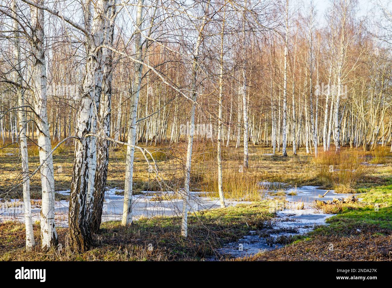 European wild nature landscape in early spring, birch tree grove ...