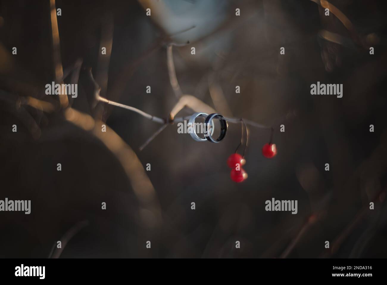 wedding photography. Two wedding rings on a tree branch with blurred ...