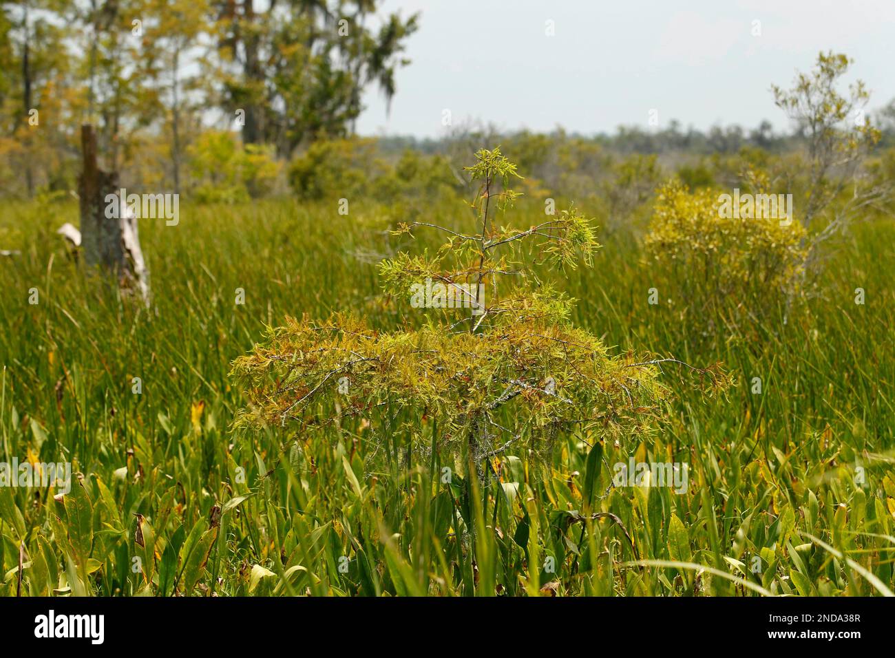 In this Friday, Aug. 6, 2010 photo, Rose Belsom, 62, of Marrero, La ...