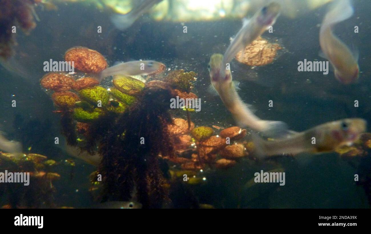 In this Friday, Aug. 6, 2010 photo, minnows are seen from underwater as ...