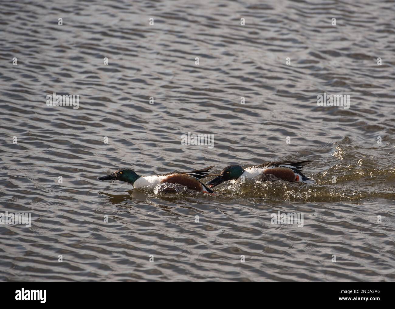 Northern Shoveler ducks fighting Stock Photo - Alamy