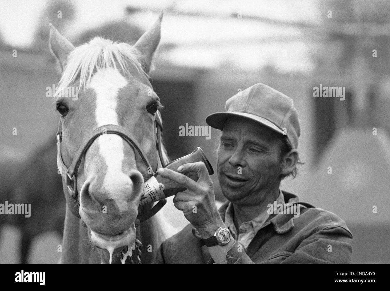 Groom Chris Menze gives Kaweah Bar what he wants after a workout - a ...