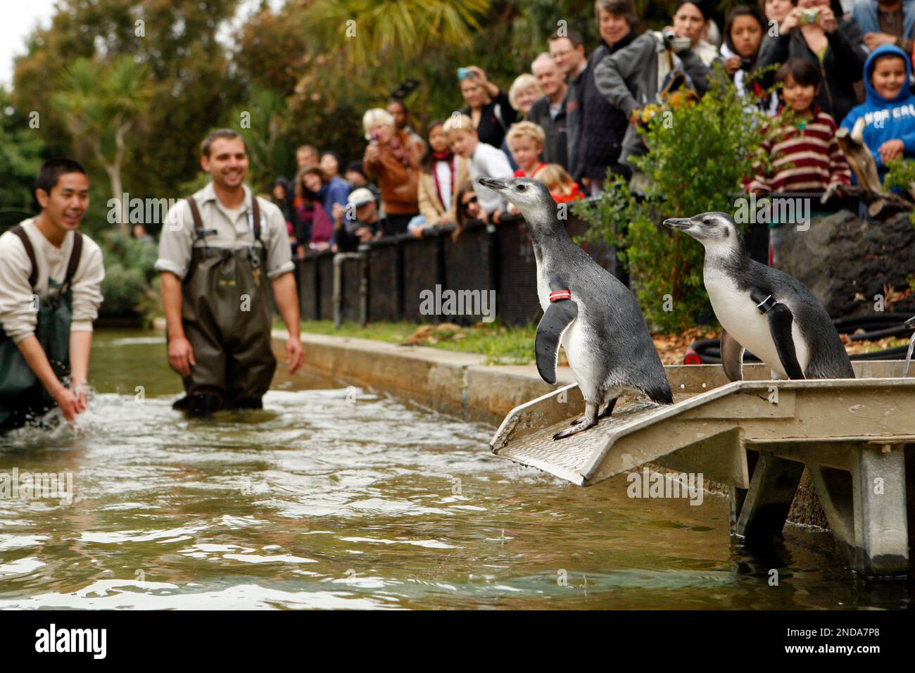 New adolescent Magellanic penguins waddle to their new home on Penguin ...