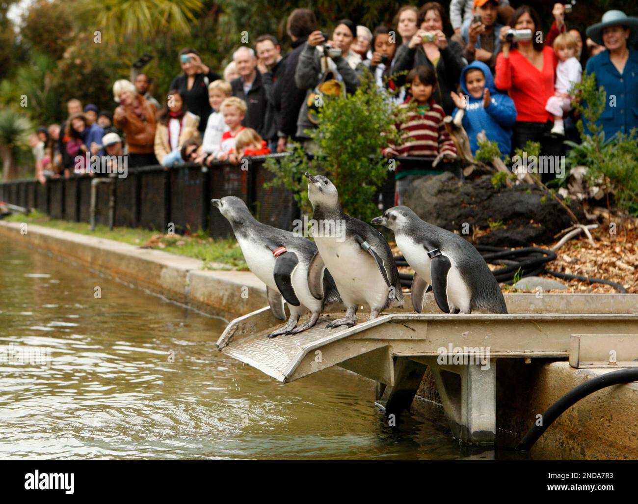 Three new adolescent Magellanic penguins pause before diving to their ...