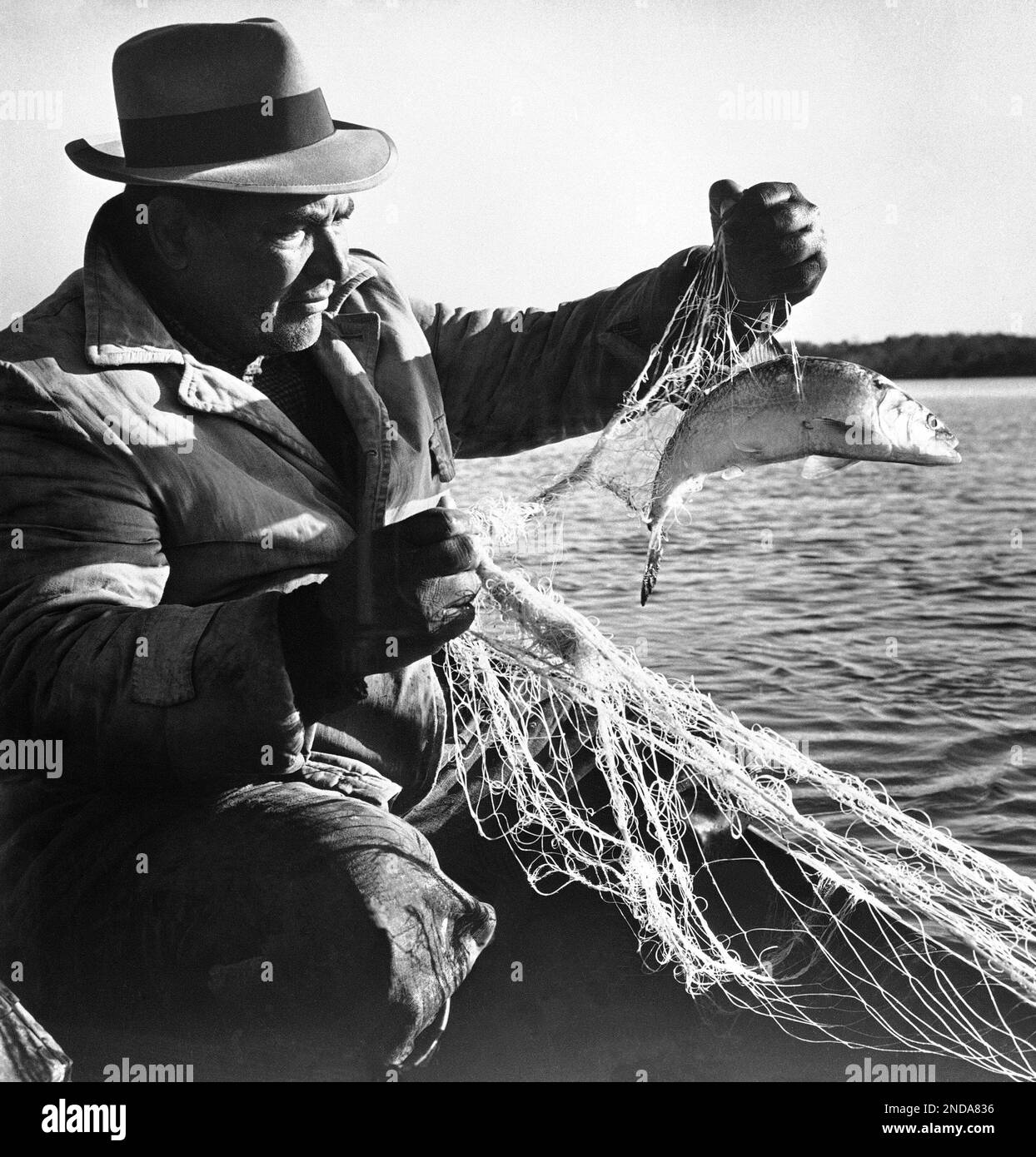 In fishing clothes, Chief of O.T. Custalow brings up a shad in his net ...