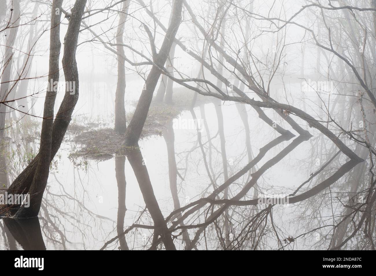 A winter morning in the Woodlands, Texas when mist shrouds the forest ...