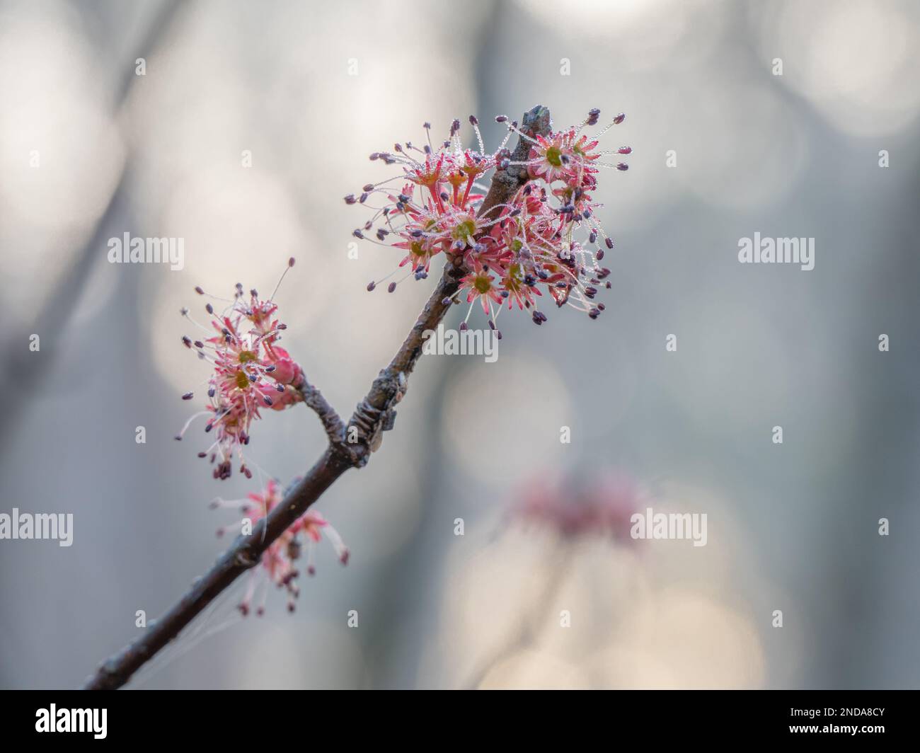 An Acer rubrum tree, native to North America, flowering in early spring ...