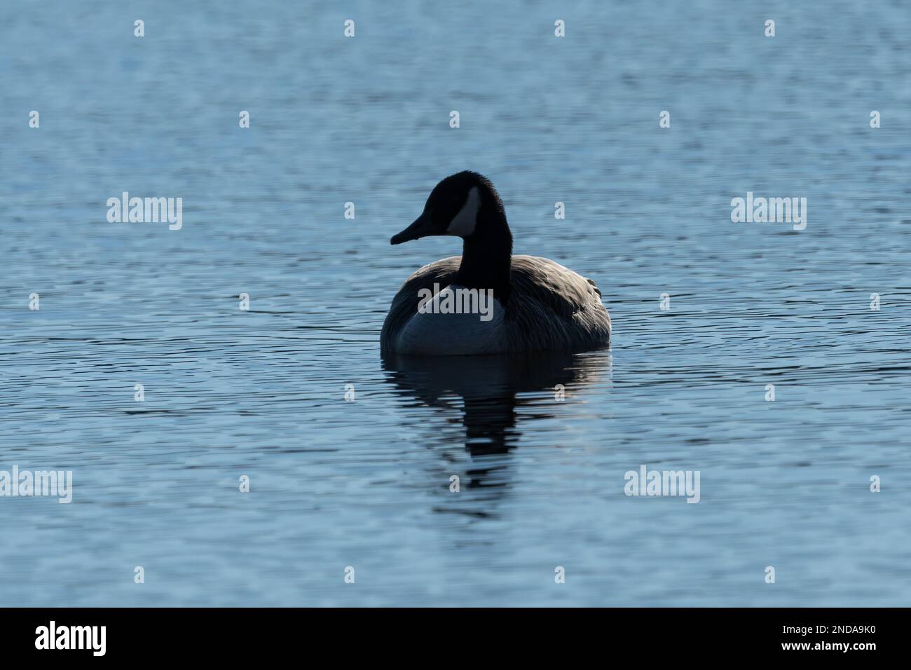 Goose floating hi-res stock photography and images - Alamy
