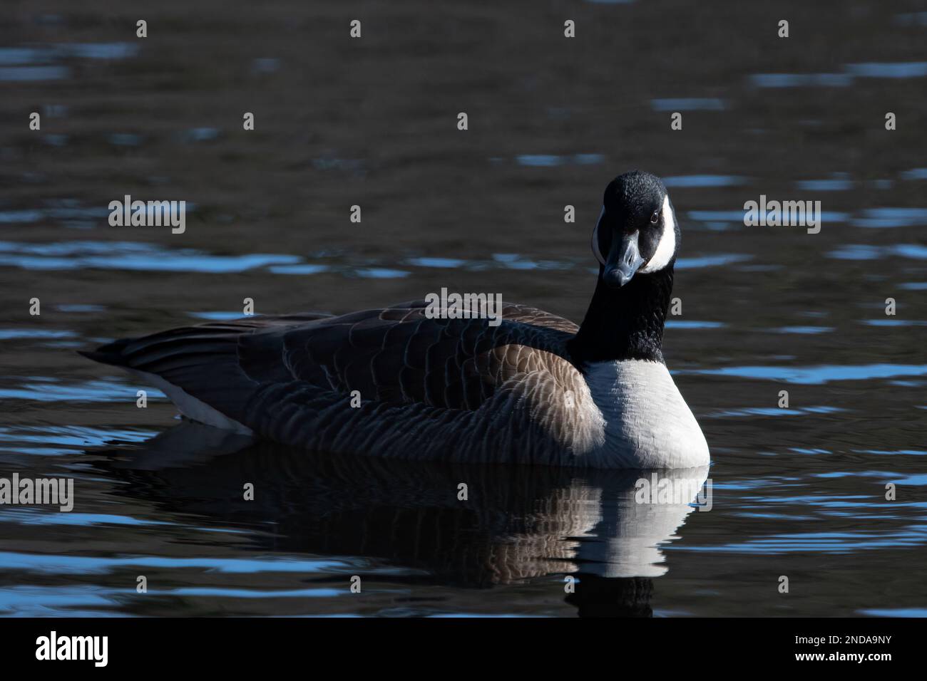 A canada goose floating in the water with sun on right side Stock Photo ...
