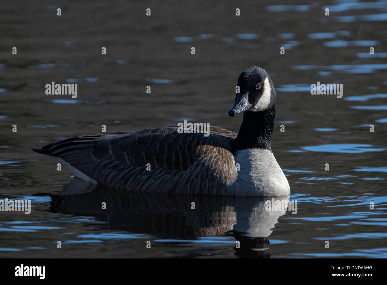 A canada goose floating in the water with sun on right side Stock Photo ...