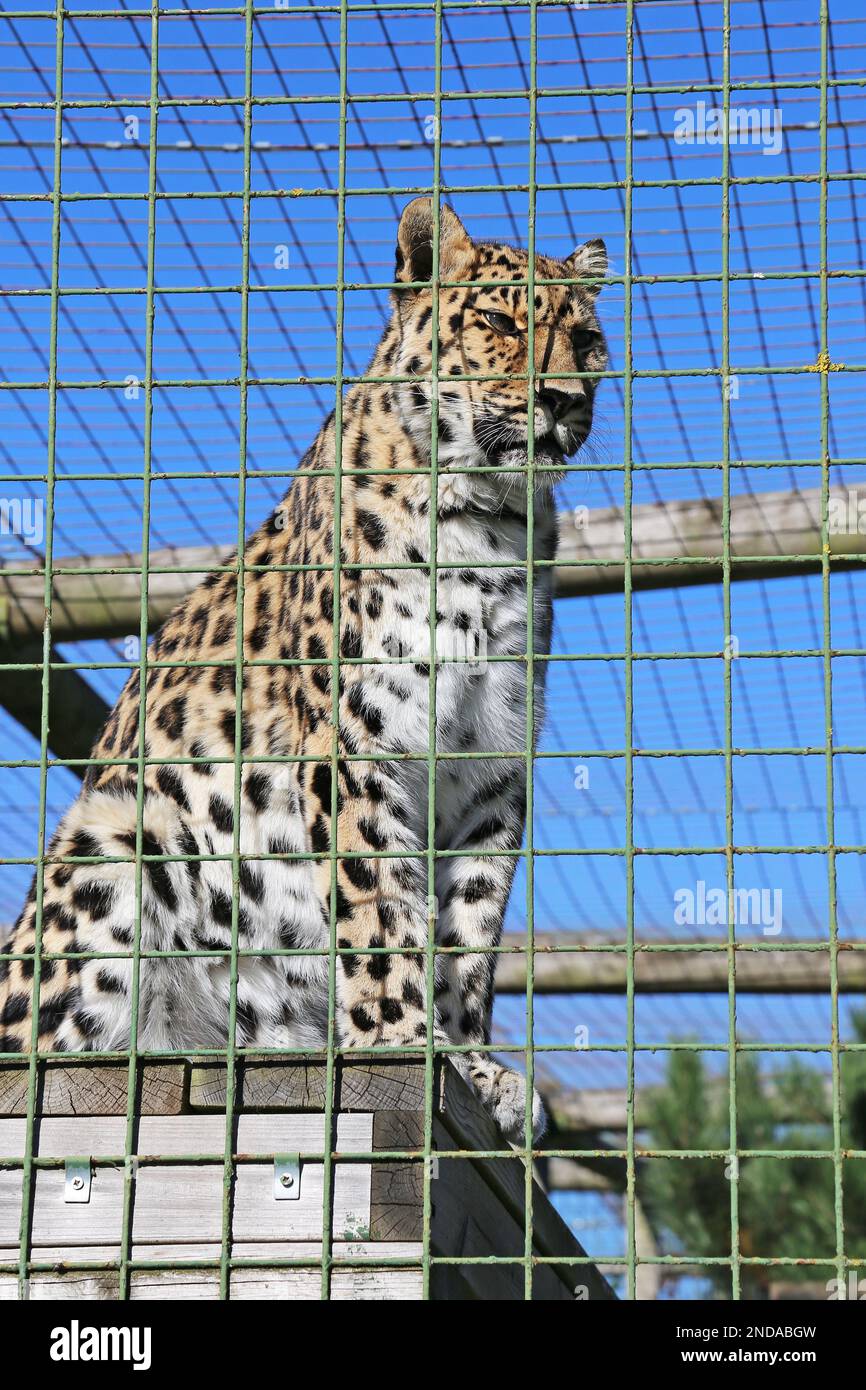 'Xizi', Amur Leopard (Panthera pardus orientalis), Big Cat Sanctuary ...