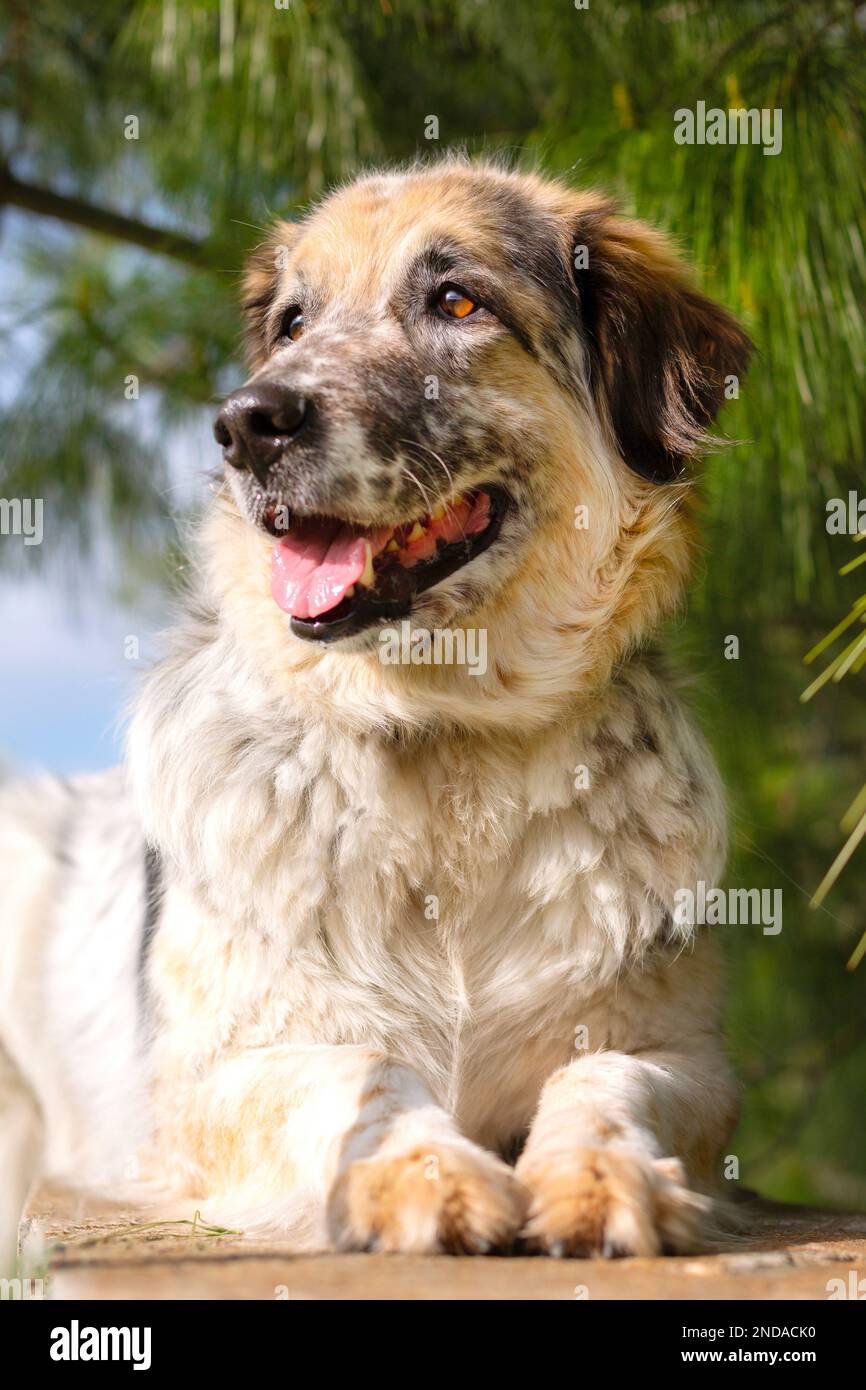 Big fluffy mixed breed cute friendly dog lying down, pine tree ...