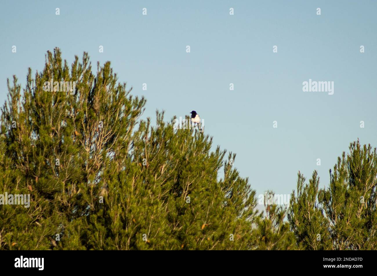 Magpie opportunistic and scavenger bird on a pine branch Stock Photo ...