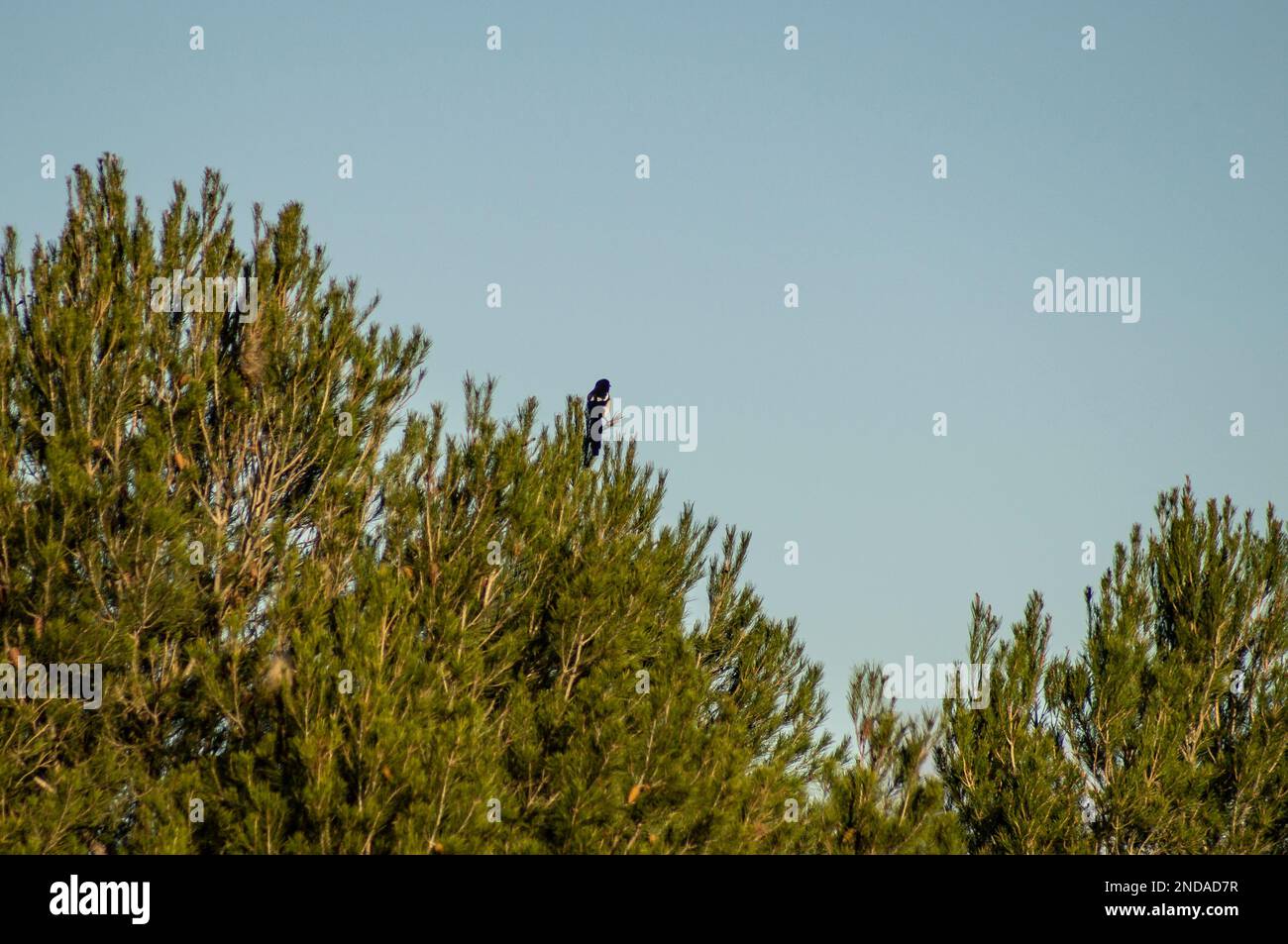 Magpie opportunistic and scavenger bird on a pine branch Stock Photo ...