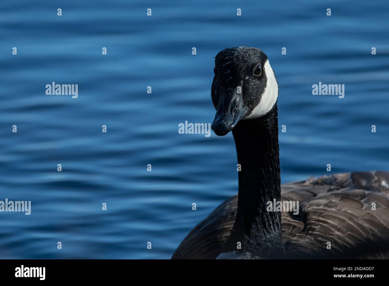 Goose face hi-res stock photography and images - Alamy