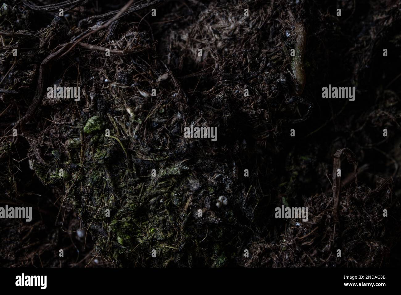 Growth soil hi-res stock photography and images - Alamy