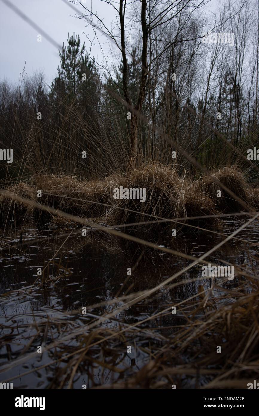 Marsh ground hi-res stock photography and images - Alamy