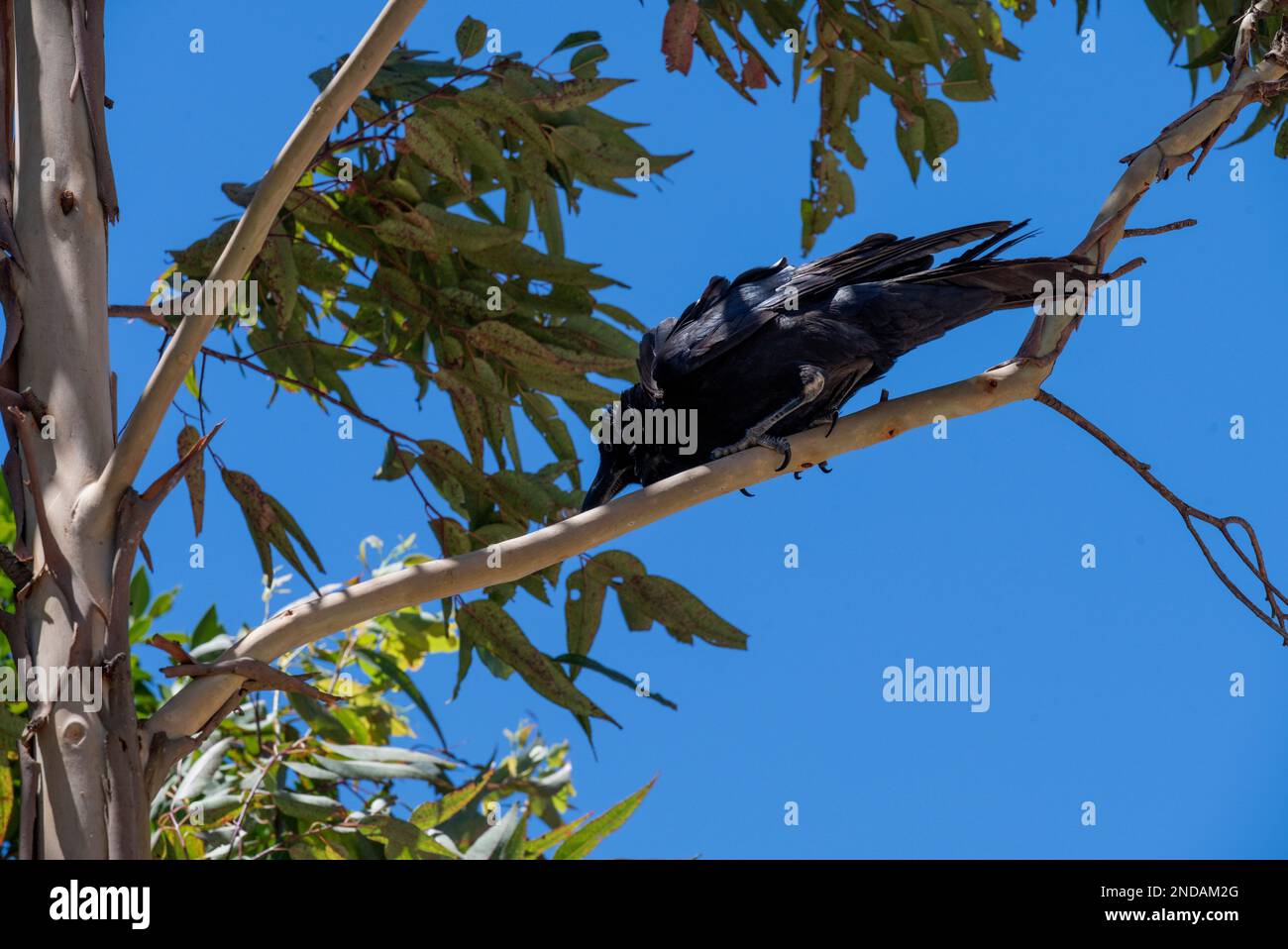 An Australian Raven (Corvus coronoides) perching on a tree in Sydney ...