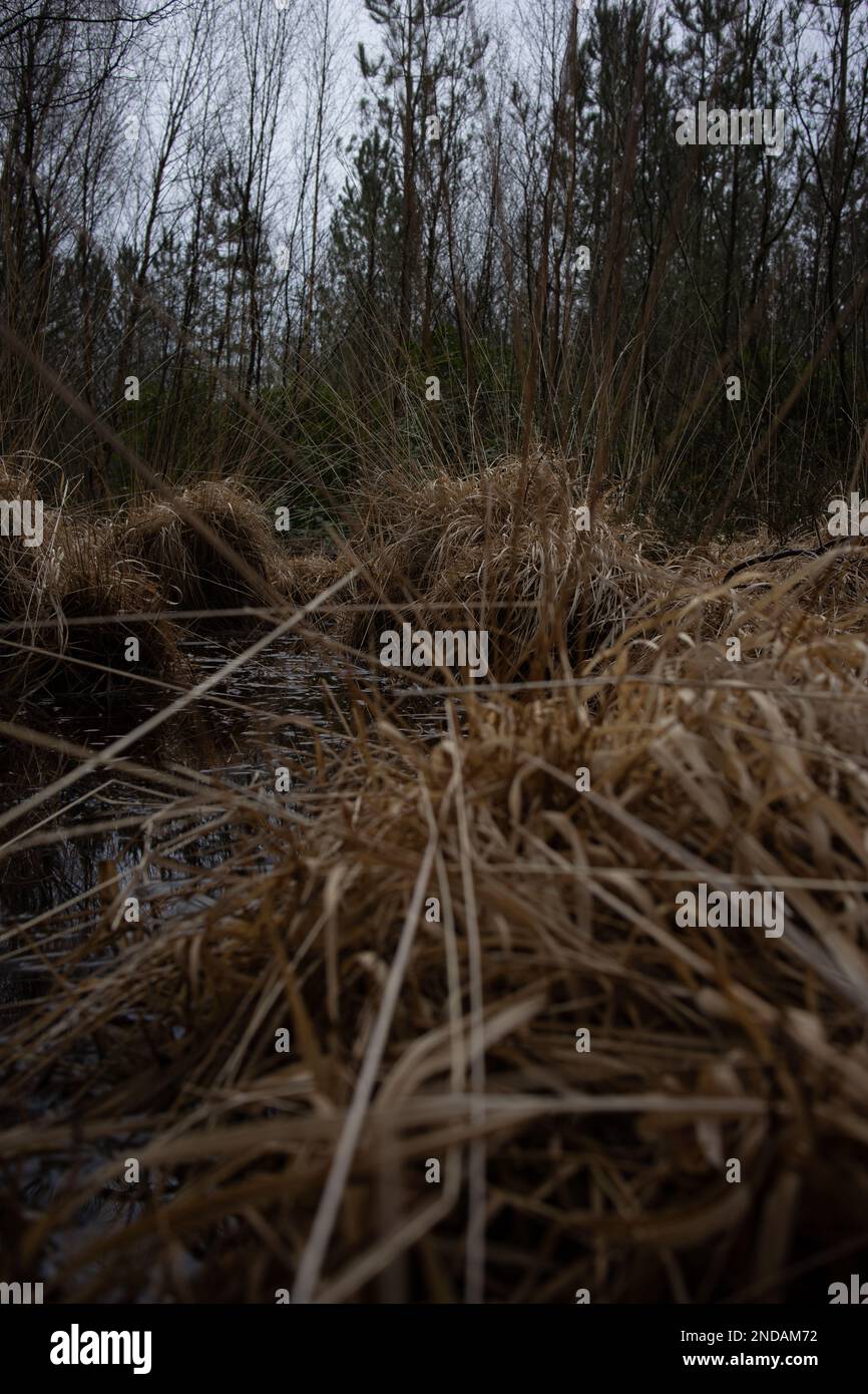 Wet marsh view hi-res stock photography and images - Alamy