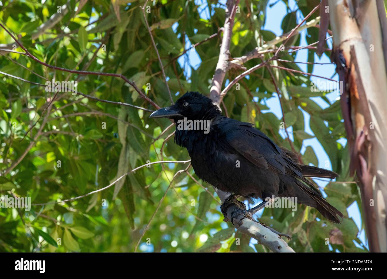 An Australian Raven (Corvus coronoides) perching on a tree in Sydney ...