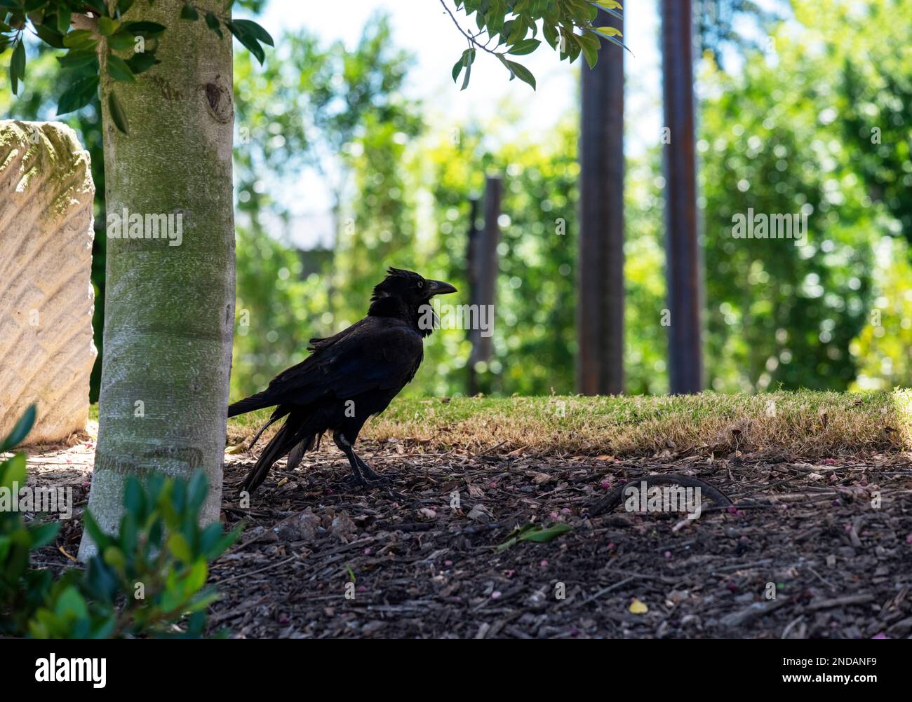 An Australian Raven (Corvus coronoides) at Sydney Zoo in Sydney, NSW ...