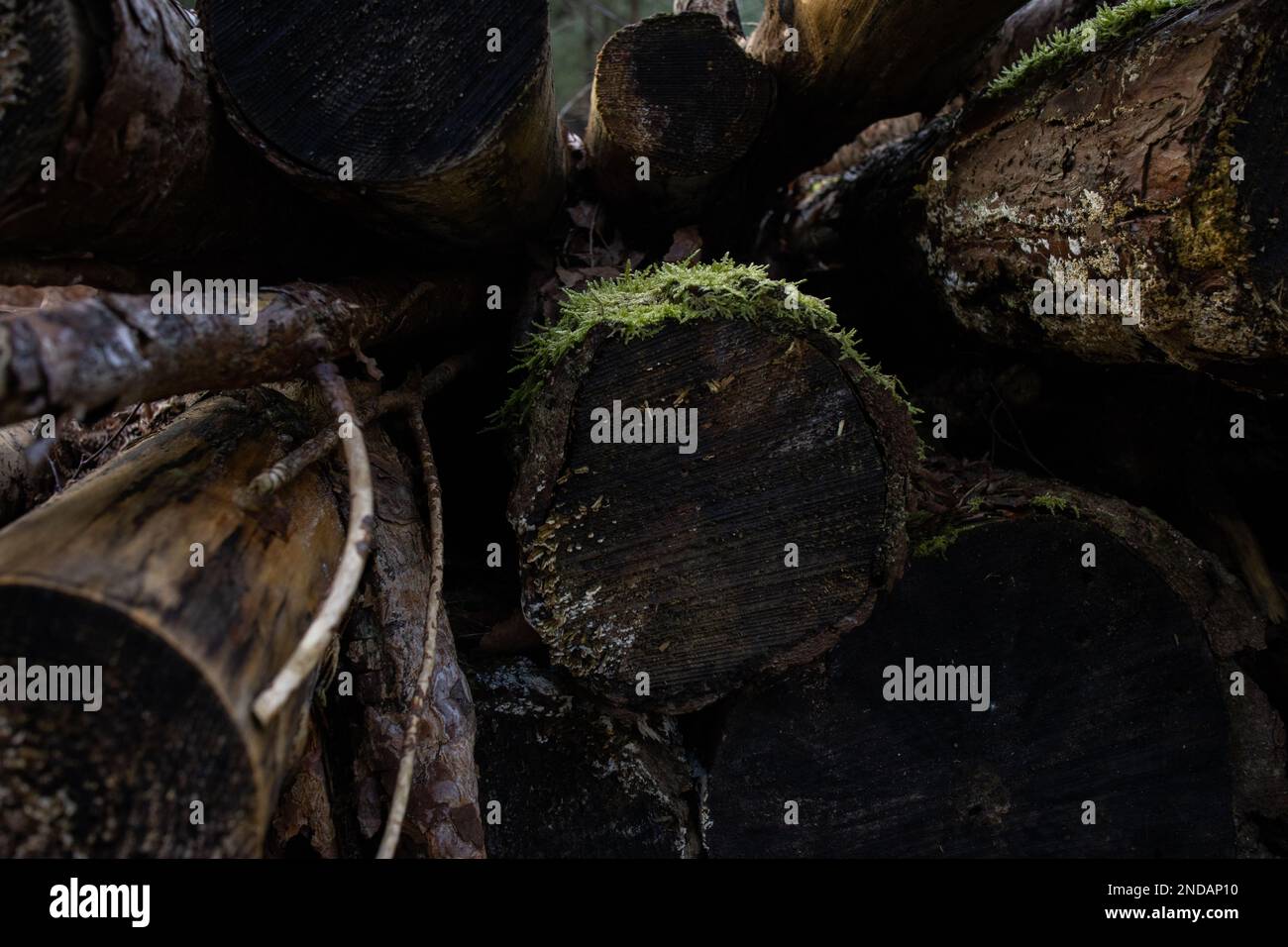 Large logs for firewood hi-res stock photography and images - Alamy