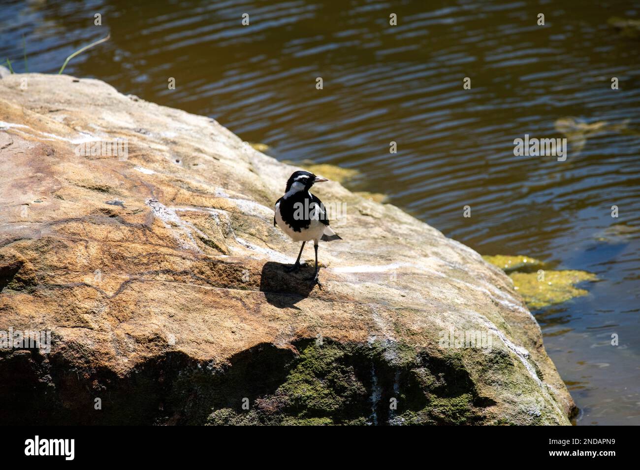 A juvenile Australian Magpie-Lark (Grallina cyanoleuca) perching on a ...