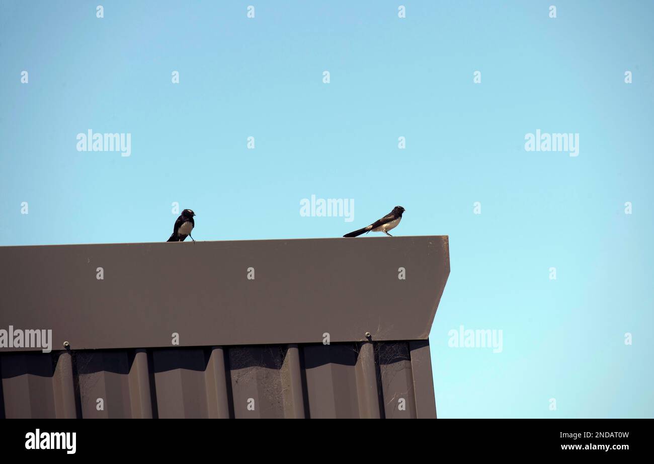 Two willie wagtails hi-res stock photography and images - Alamy