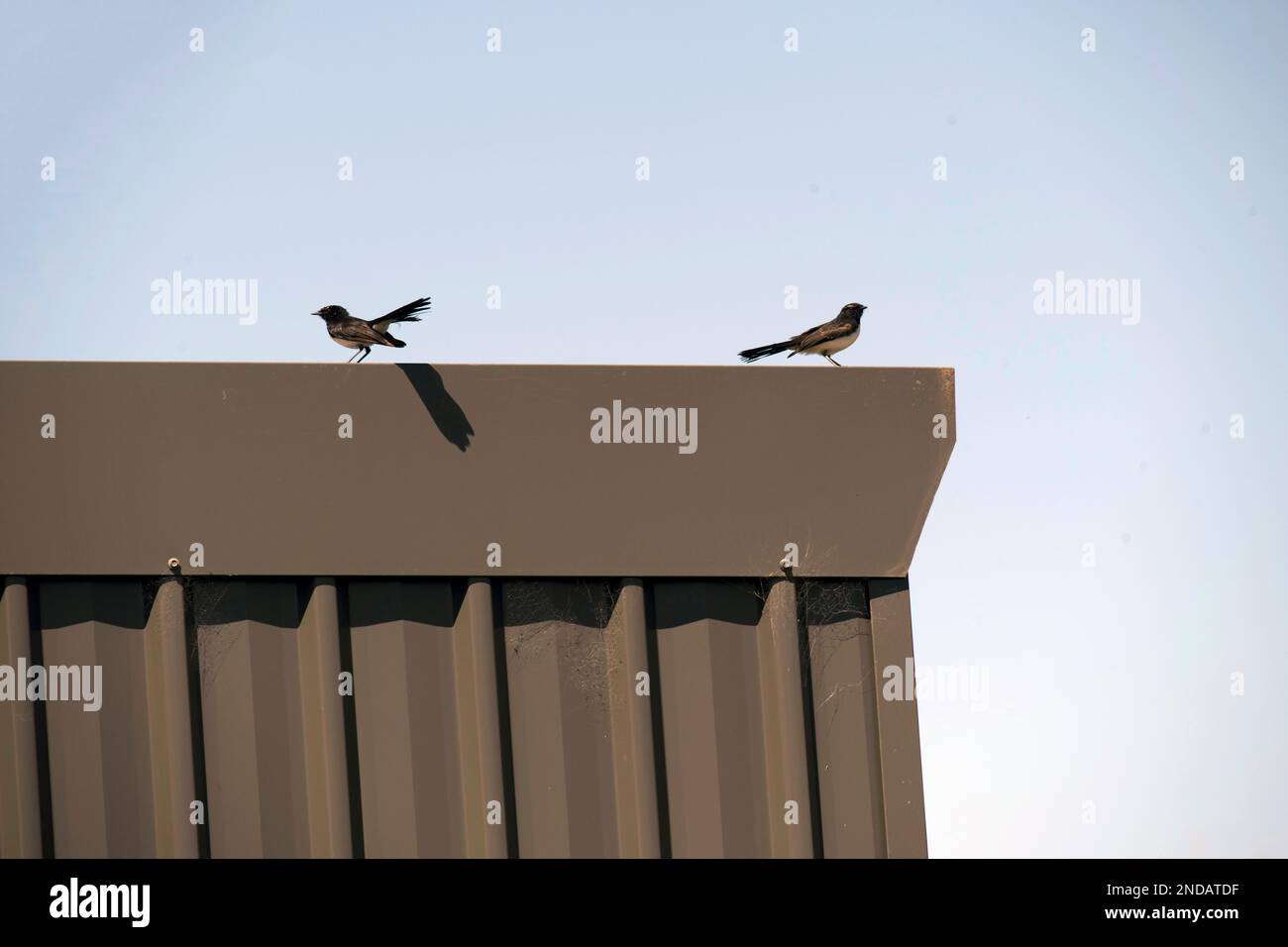 Two Willie Wagtails (Rhipidura leucophrys) perching on a fence in ...