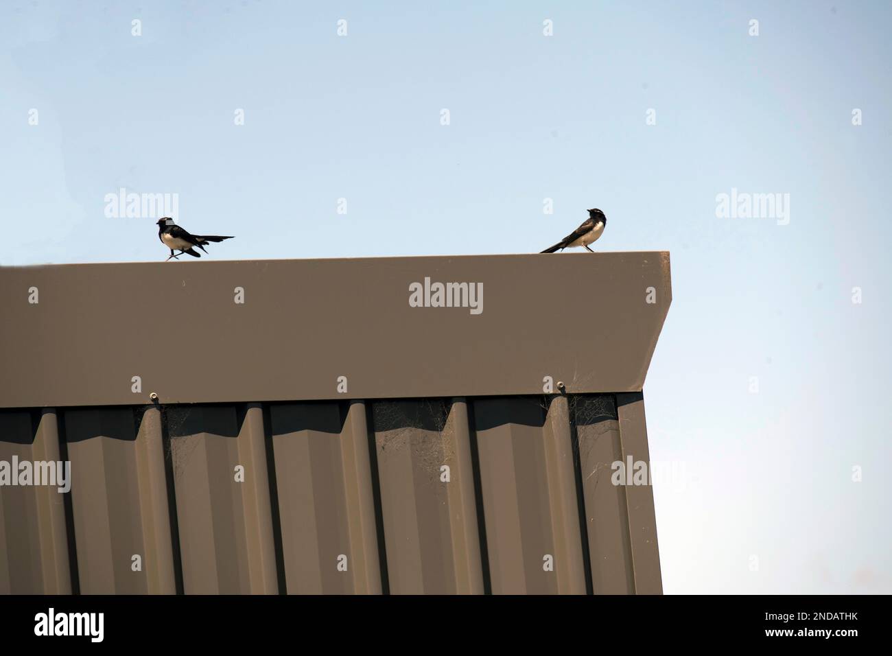 Two willie wagtails hi-res stock photography and images - Alamy