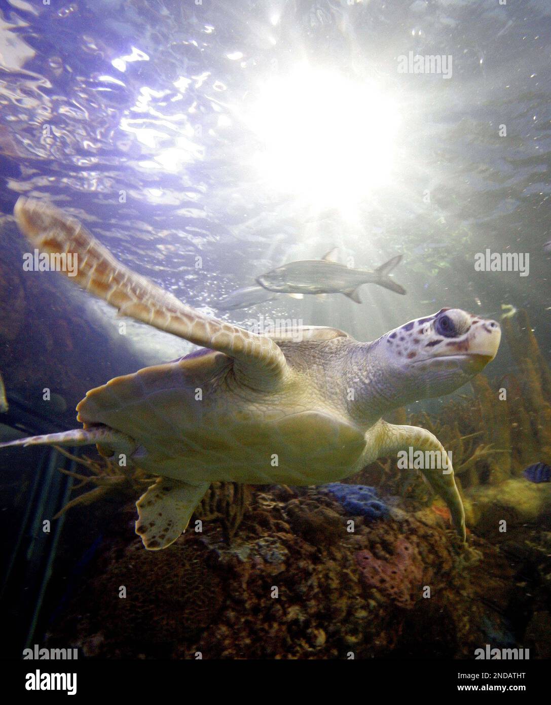 FILE -In this May 1, 2006 file photo, a hybrid Green Hawksbill sea ...