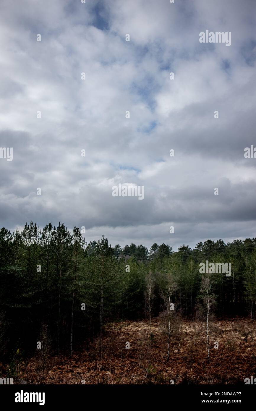 Horizon forest hi-res stock photography and images - Alamy