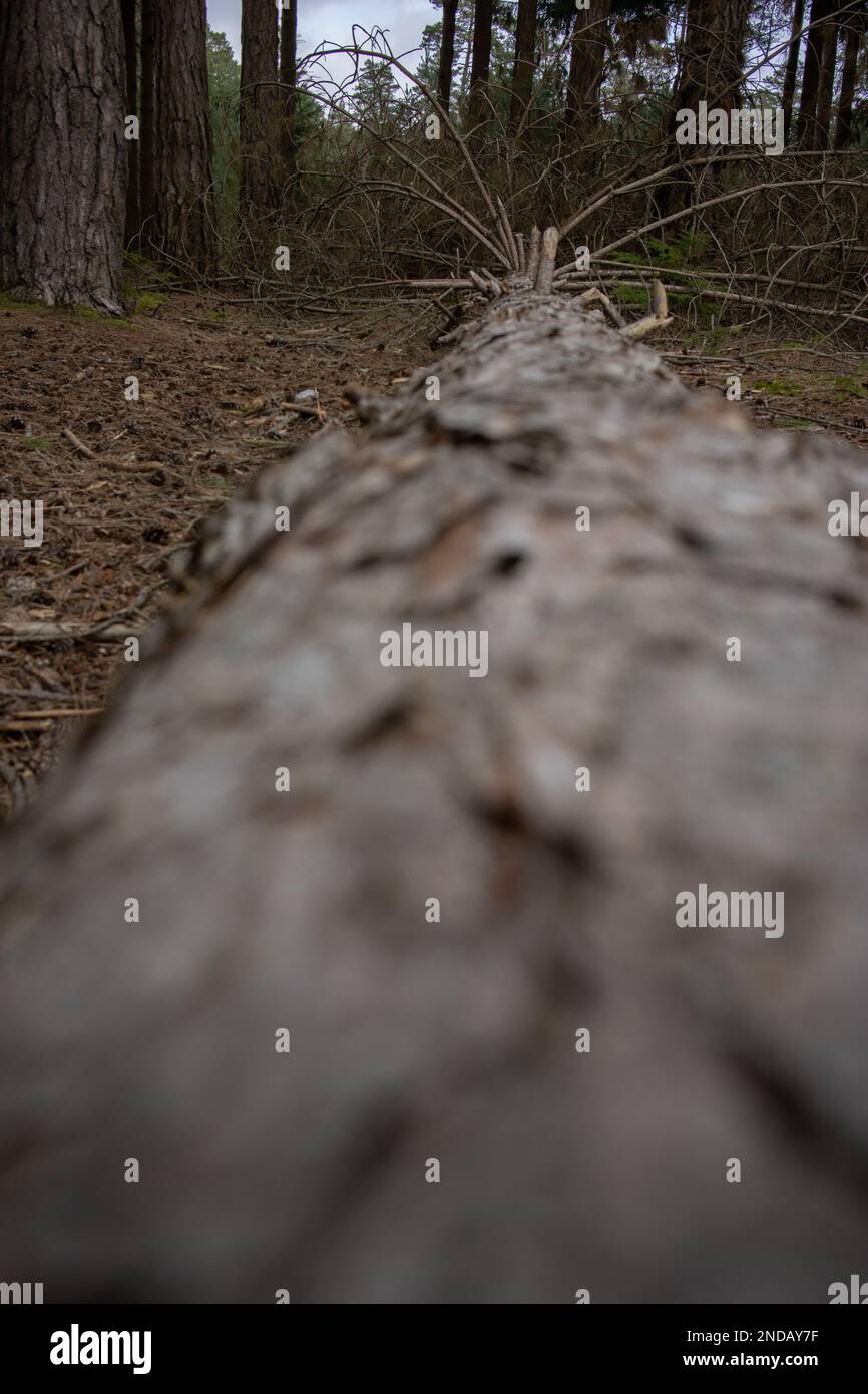 Trunk log hi-res stock photography and images - Alamy