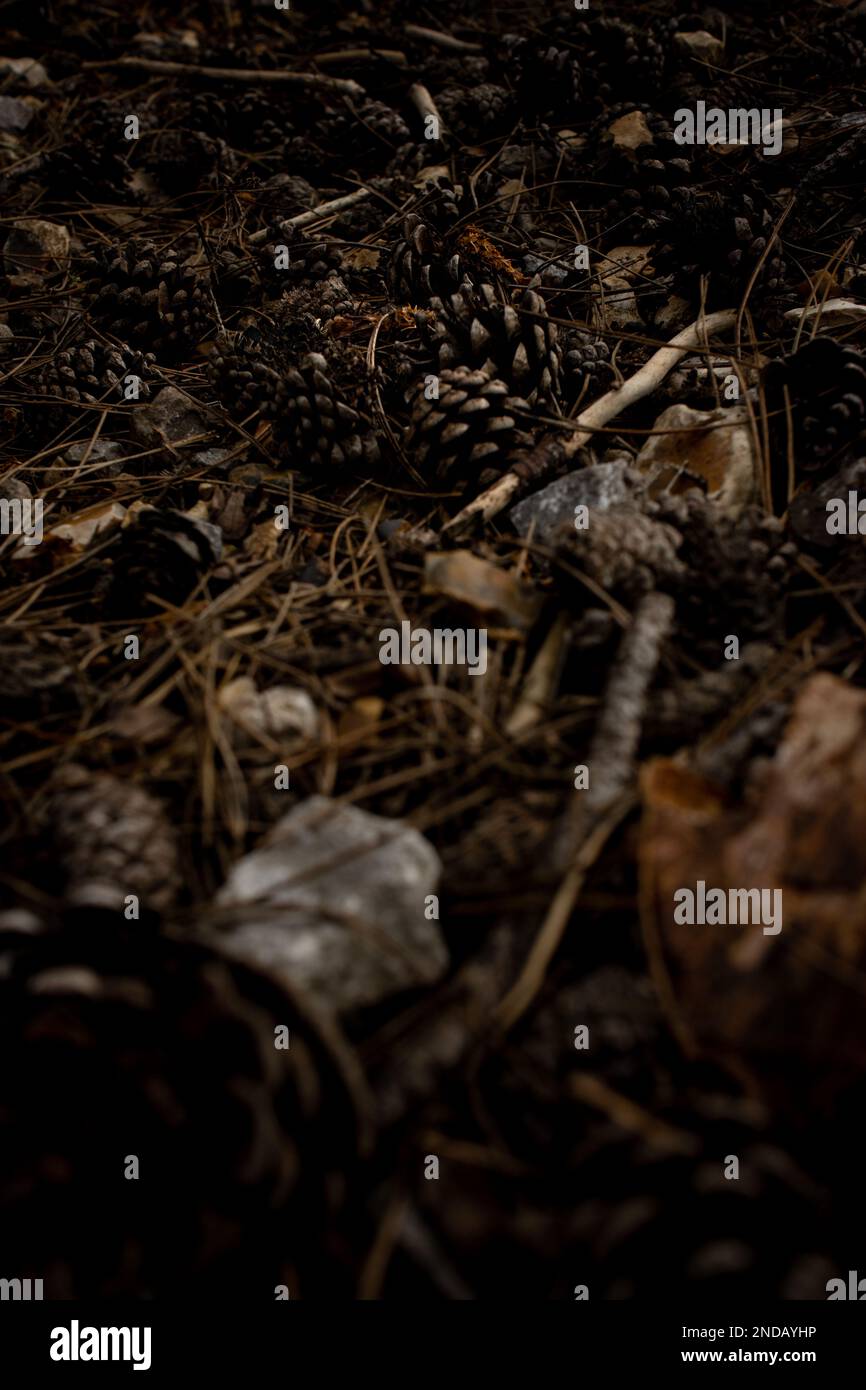 Grounded nature hi-res stock photography and images - Alamy