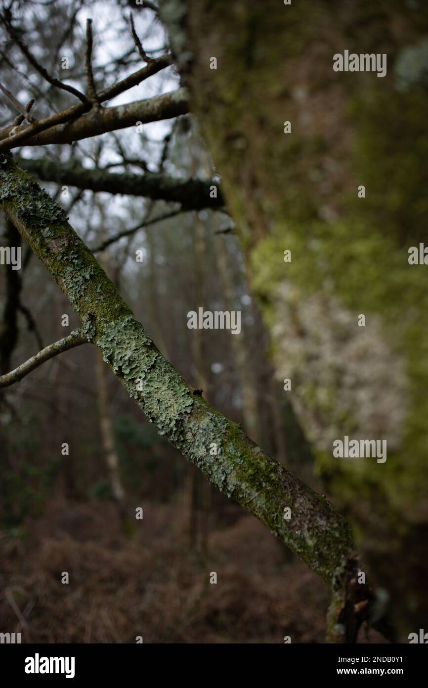 Tree trunk woods hi-res stock photography and images - Alamy