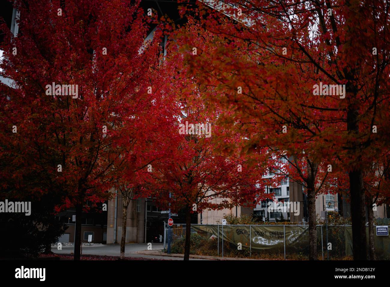 The red maple trees in the fall downtown Vancouver Stock Photo - Alamy
