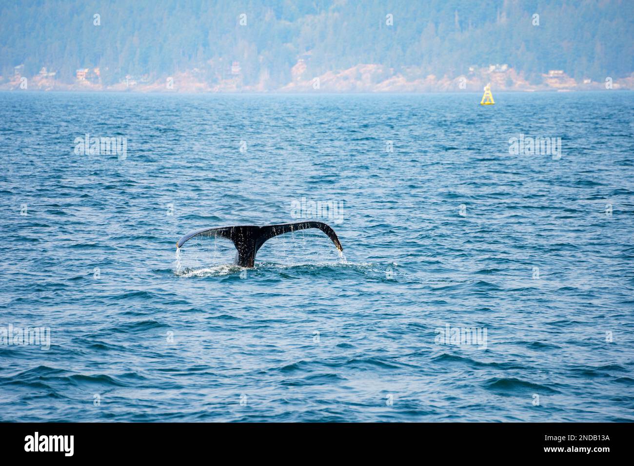 Closeup tail humpback whale hi-res stock photography and images - Alamy