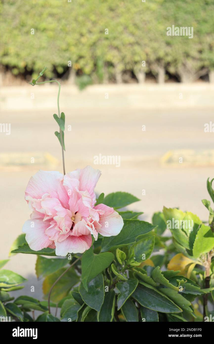 Between the ads hi-res stock photography and images - Alamy