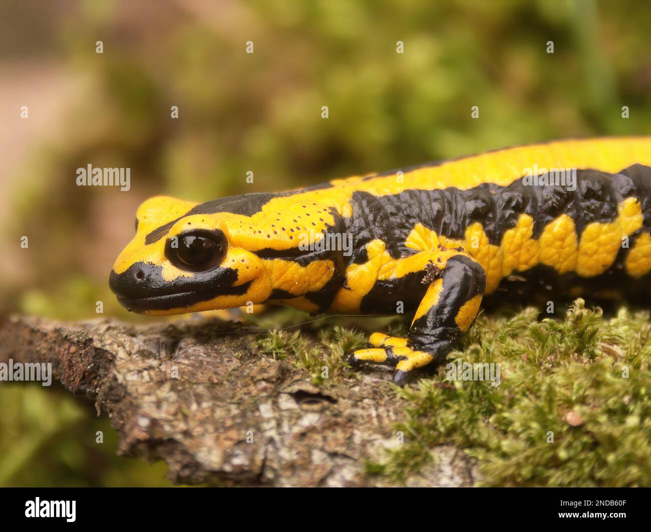 Salamandra salamandra terrestris hi-res stock photography and images ...