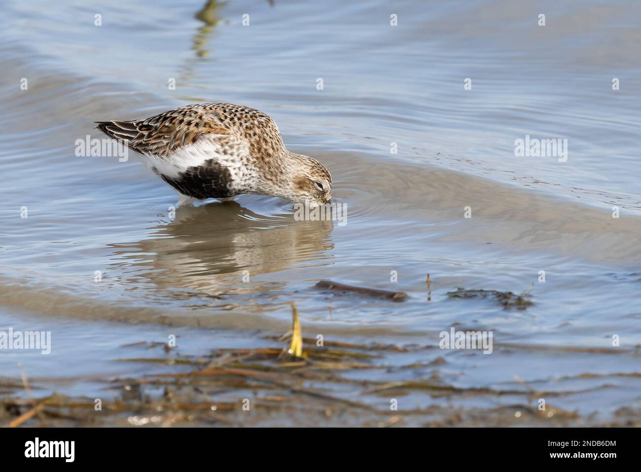 Dunlin spring hi-res stock photography and images - Alamy