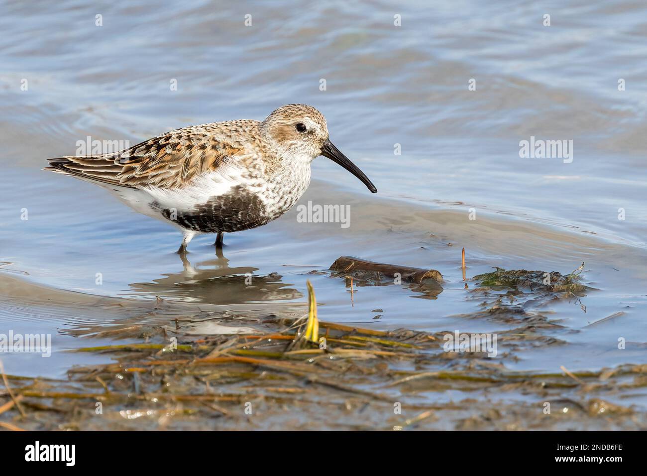 Dunlin calidris alpina wading hi-res stock photography and images - Alamy