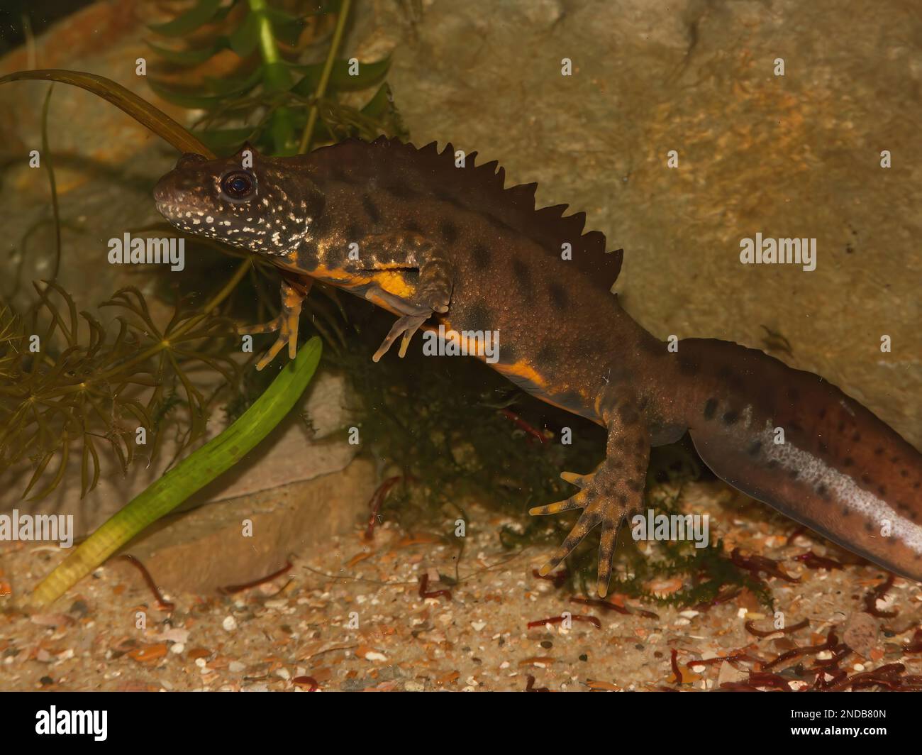 Detailed closeup on a colorful male Triturus carnifex, Italian crested ...