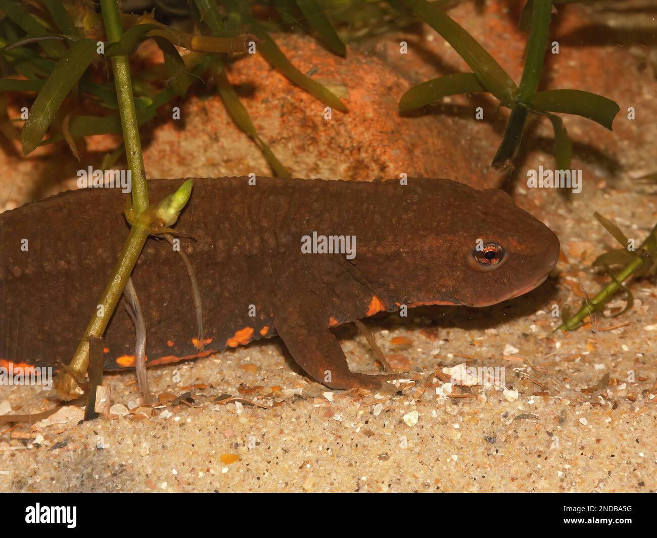 Underwater closeup on an impressive gravid female of the rare ...
