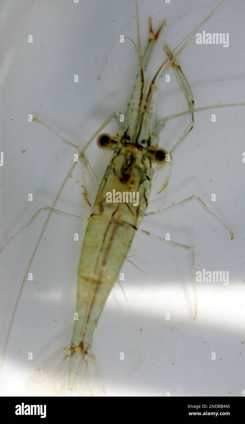 In this photo taken July 9, 2010, a sand shrimp walks in a basin at the ...