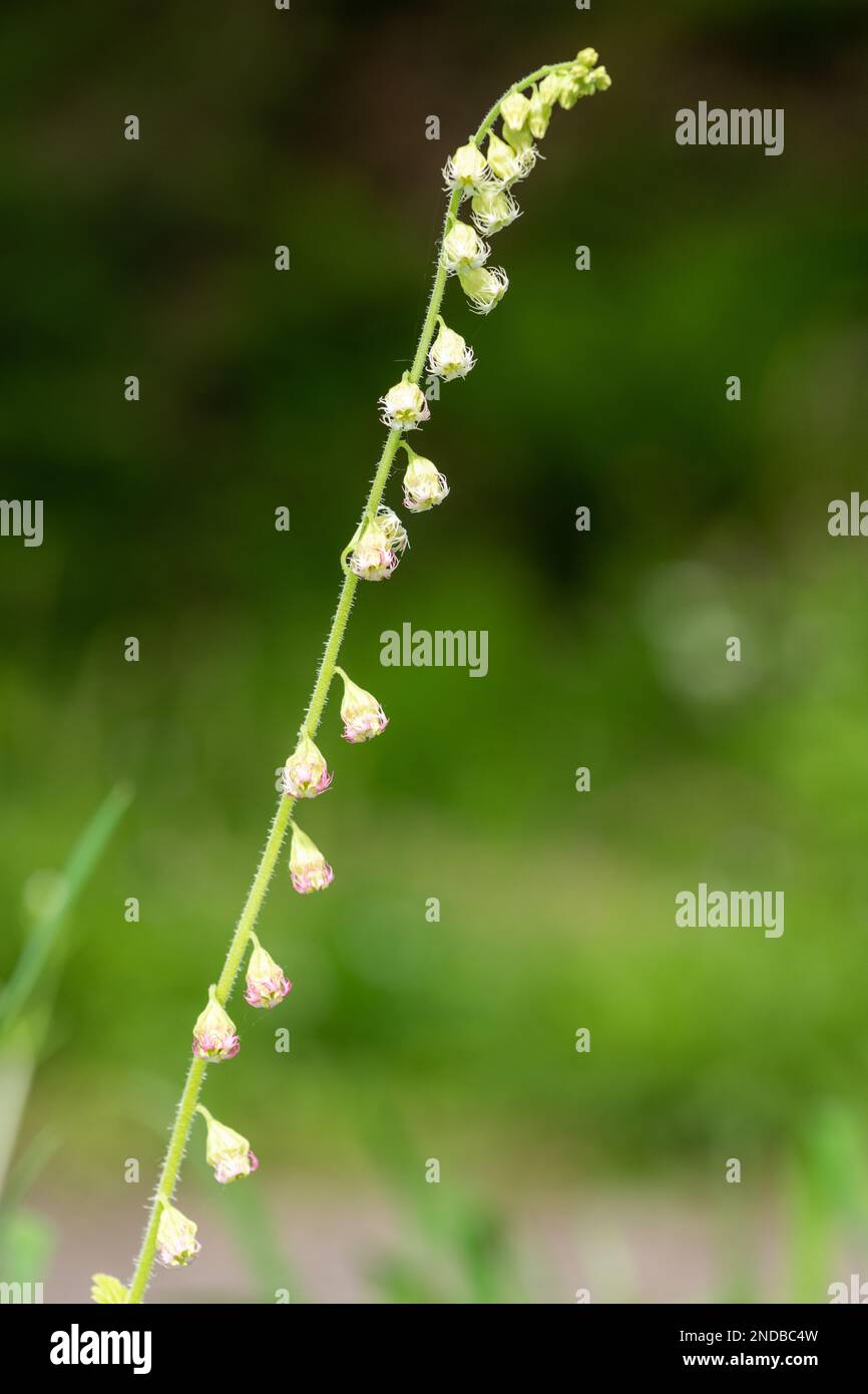 Close up of bigflower tellima (tellima grandiflora) flowers in bloom ...