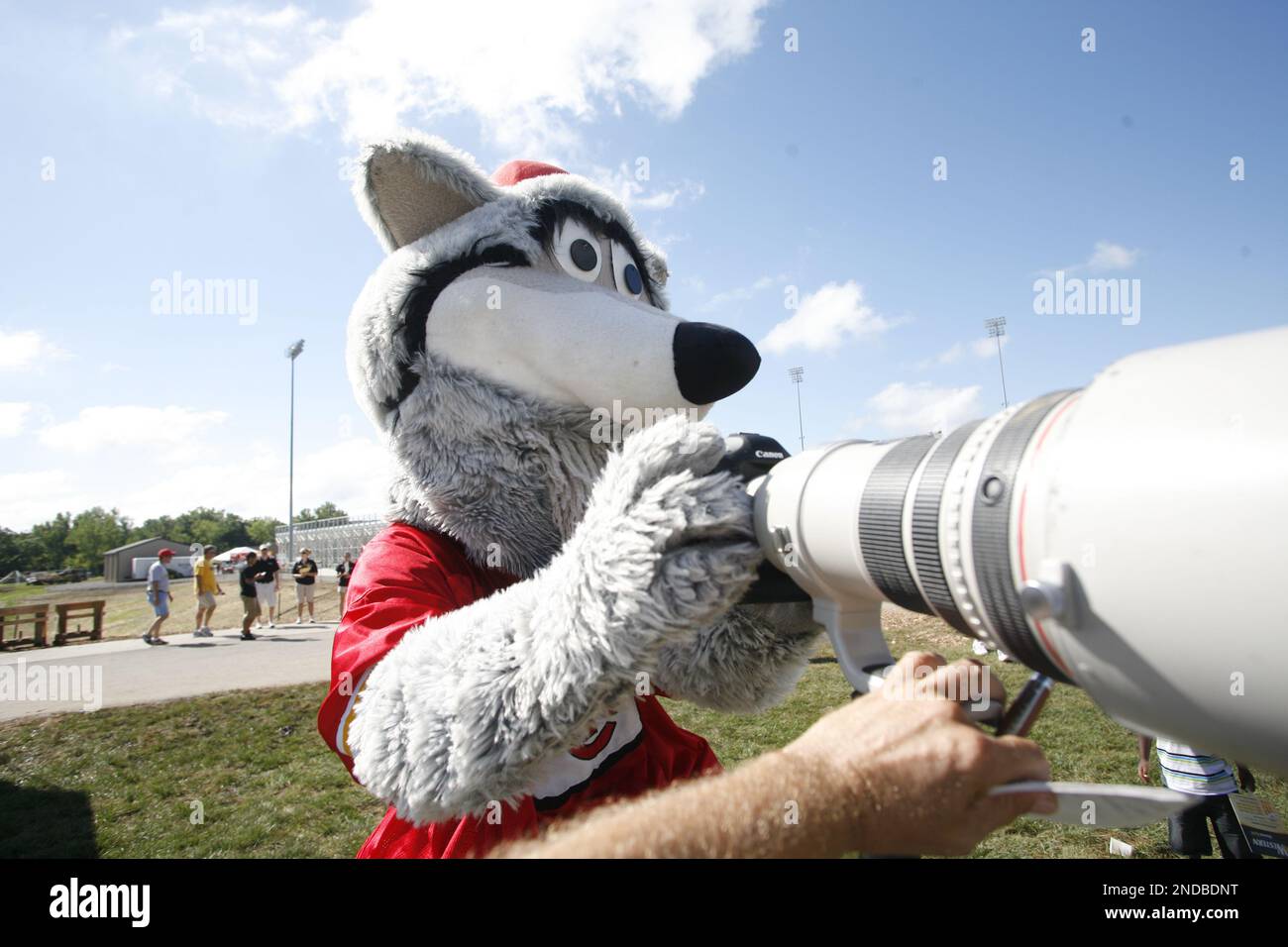 Kansas City Chiefs mascot, KC Wolf, shoots photos during football ...