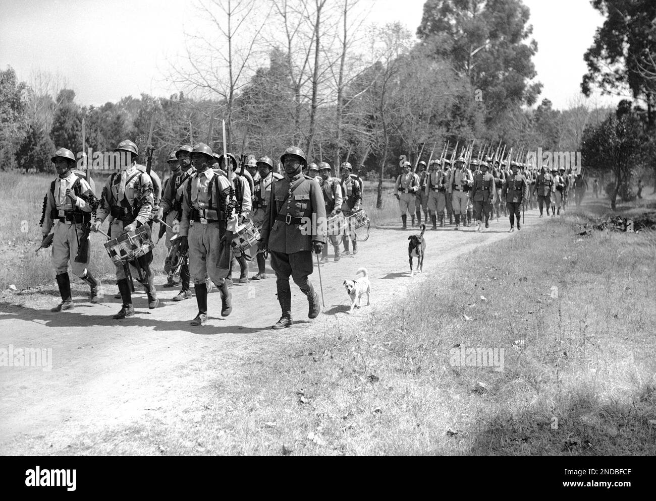Dogs saunter along as soldiers of the 47th Mexican Army Battalion march ...