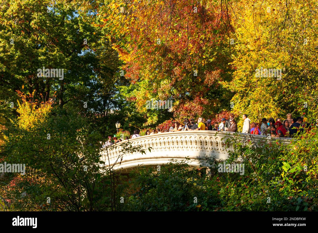 Autumnal sunlight illuminates row of autumn leaf color trees along ...
