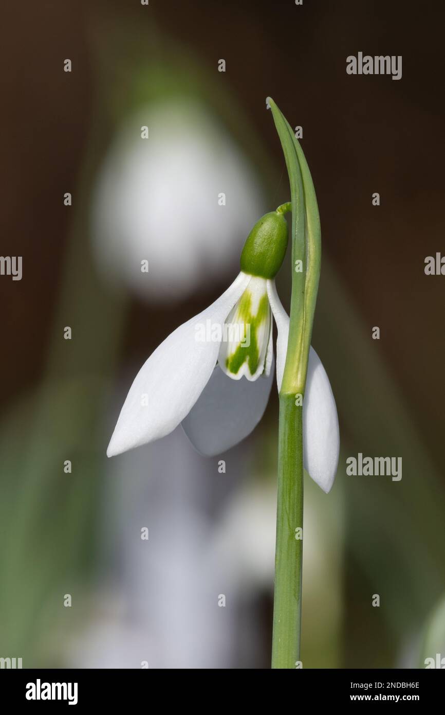 Macro shot of a galanthus Robin Hood snowdrop in bloom Stock Photo - Alamy