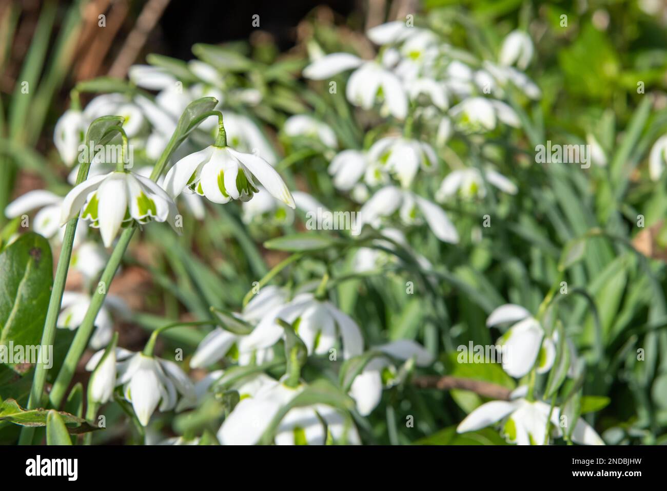 Galanthus ophelia snowdrops hi-res stock photography and images - Alamy